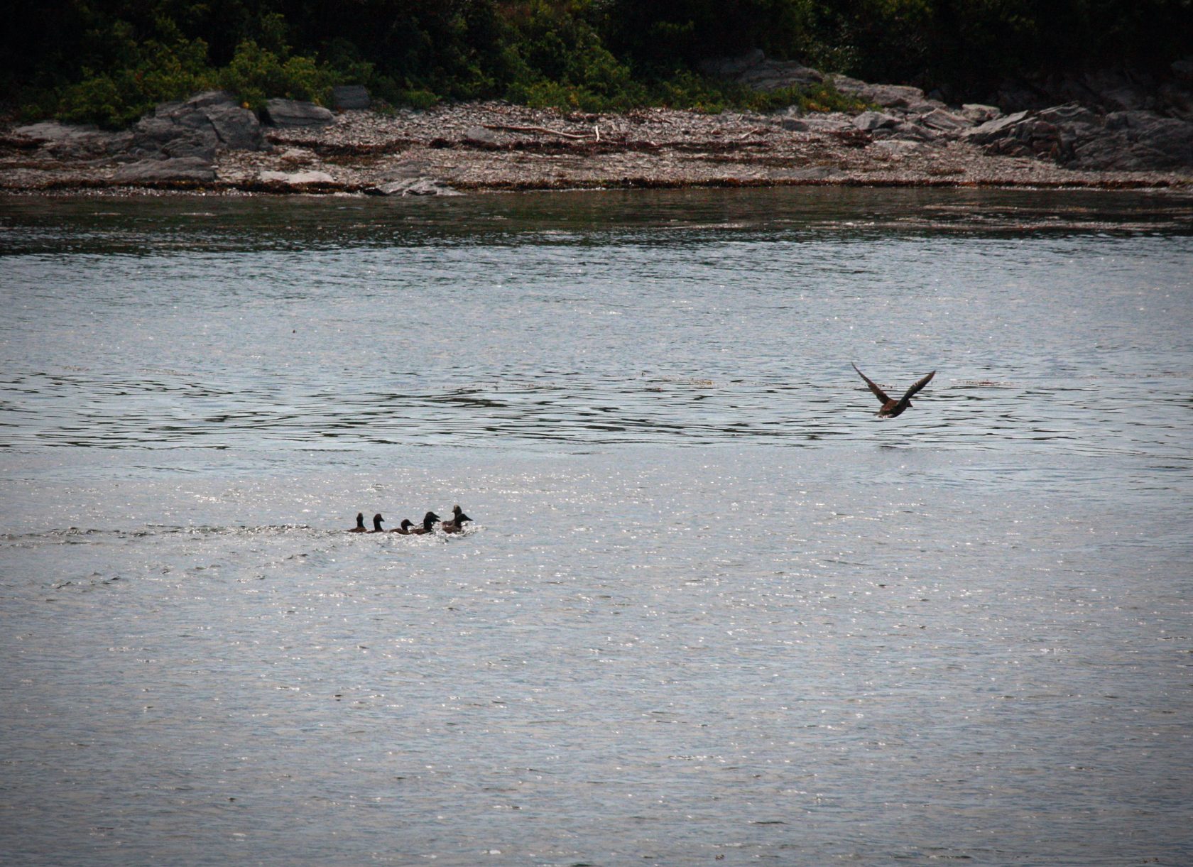 Casco Bay Ferry to Bailey Island is a Great Day Trip | Kristel Hayes